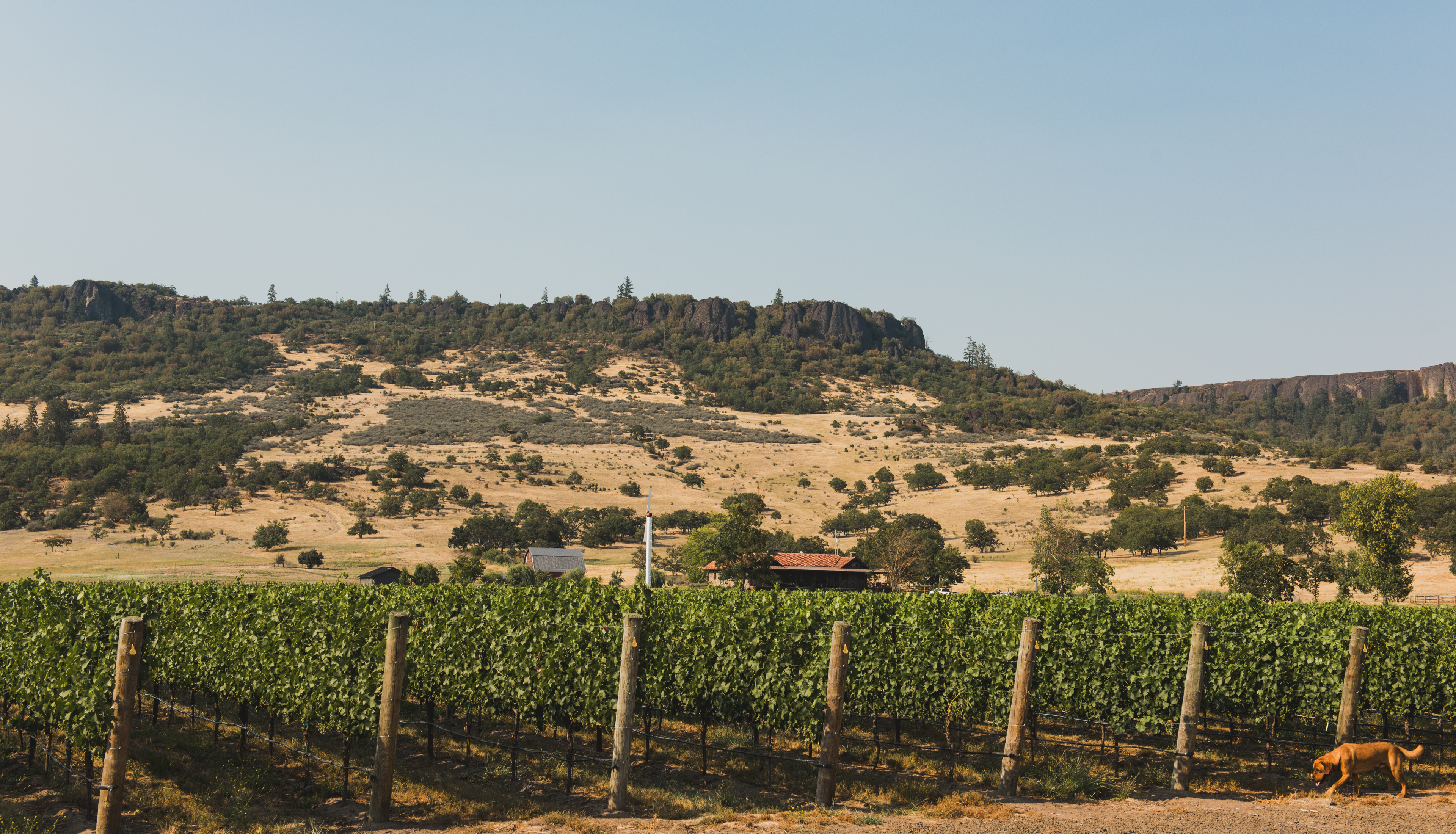 Table Rock Vineyard – Table Rock Vineyard is nestled at the North end ...